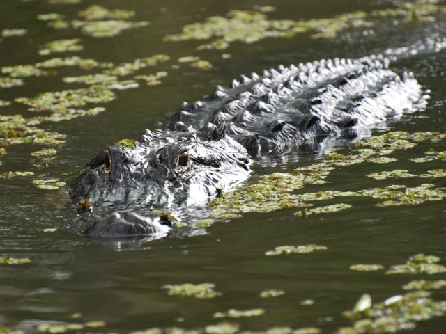 Barataria Swamp Tour from New Orleans with Optional Transportation ...