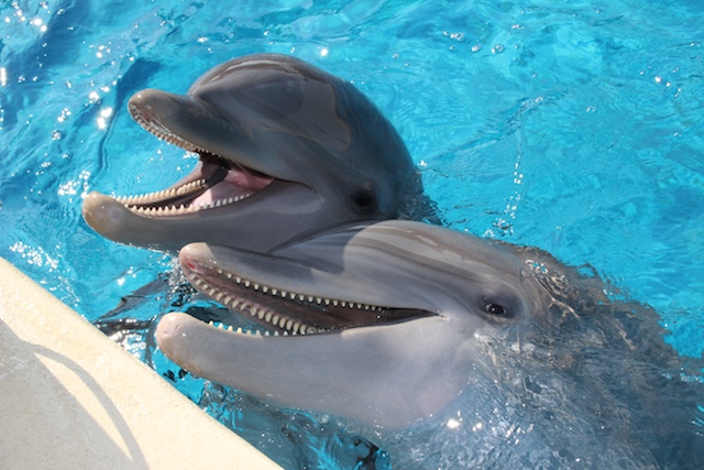 4 Hour Shell Island Dolphin Swim Experience With Water Planet USA ...